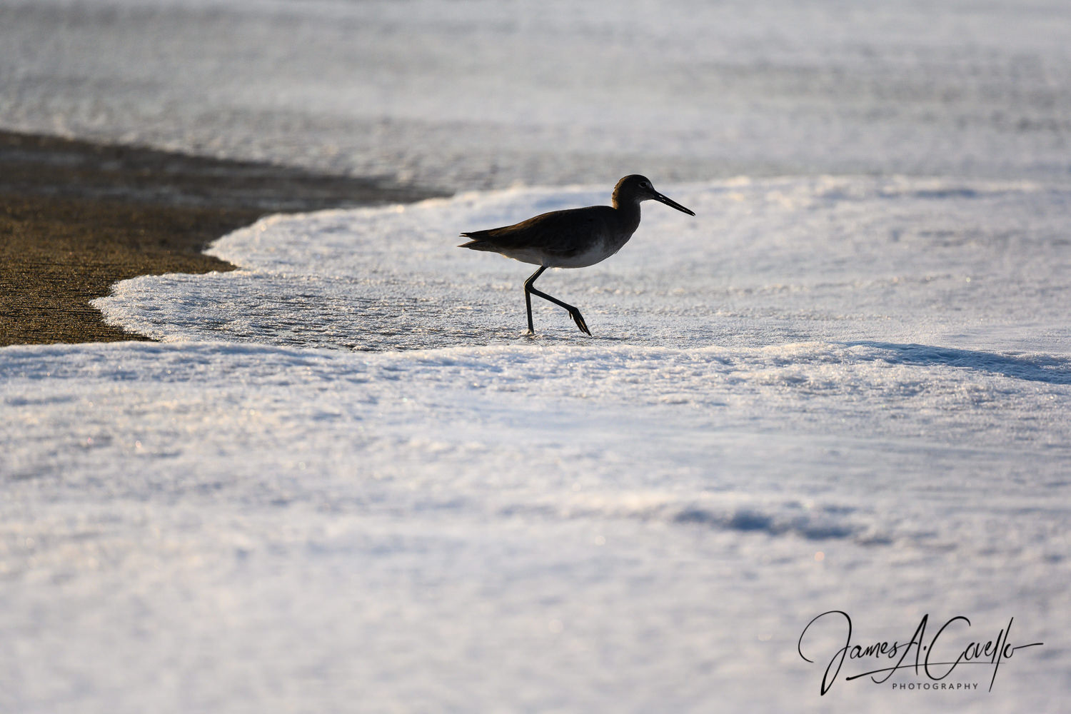 Shorebirds Afoot, Oxnard Edition – The Artful Engineer